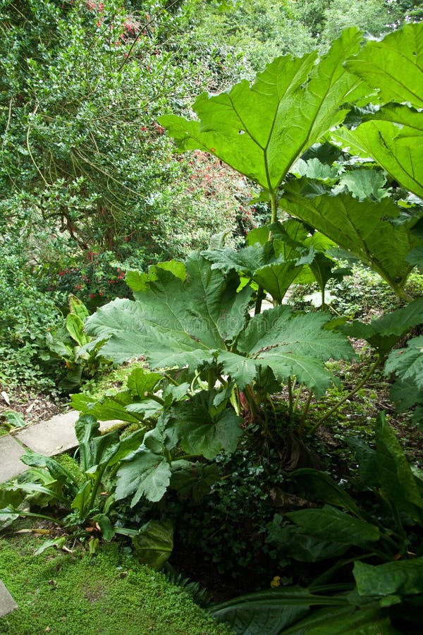 Gunnera manicata stock photo. Image of garden, plants - 26361326
