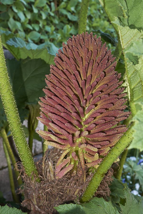 Reddish Inflorescence of Gunnera Manicata Stock Image - Image of ...