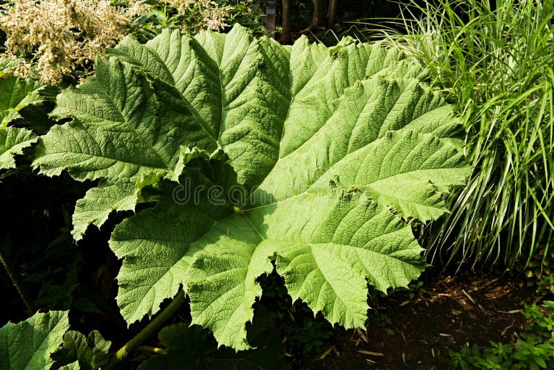 384 Gunnera Manicata Stock Photos - Free & Royalty-Free Stock Photos ...