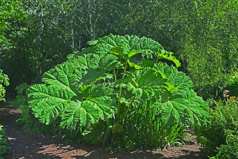 Gunnera manicata stock photo. Image of rhubarb, architectural - 251374346