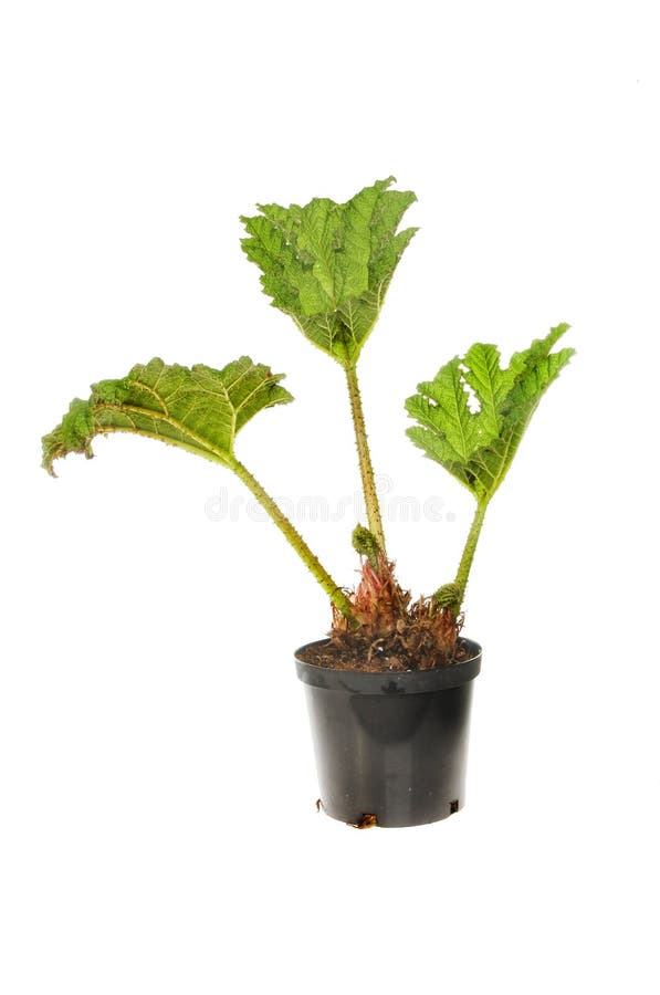 Gunnera manicata stock photo. Image of ireland, manicata - 26536128