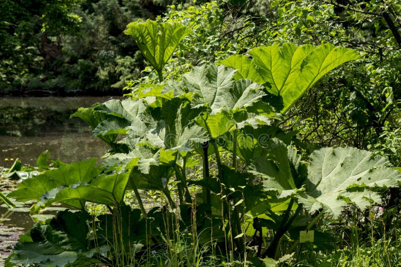 The Gunnera Gunnera Manicata Stock Photo - Image of flowers, nature ...
