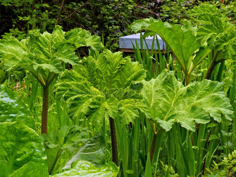 Gunnera stock image. Image of leaf, garden, plant, gunnera - 15062951