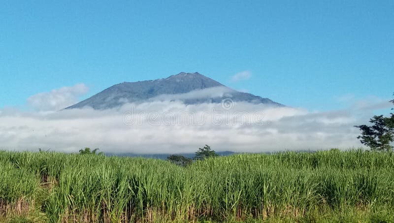 Mount Arjono, East Java stock image. Image of tree, season - 298139963