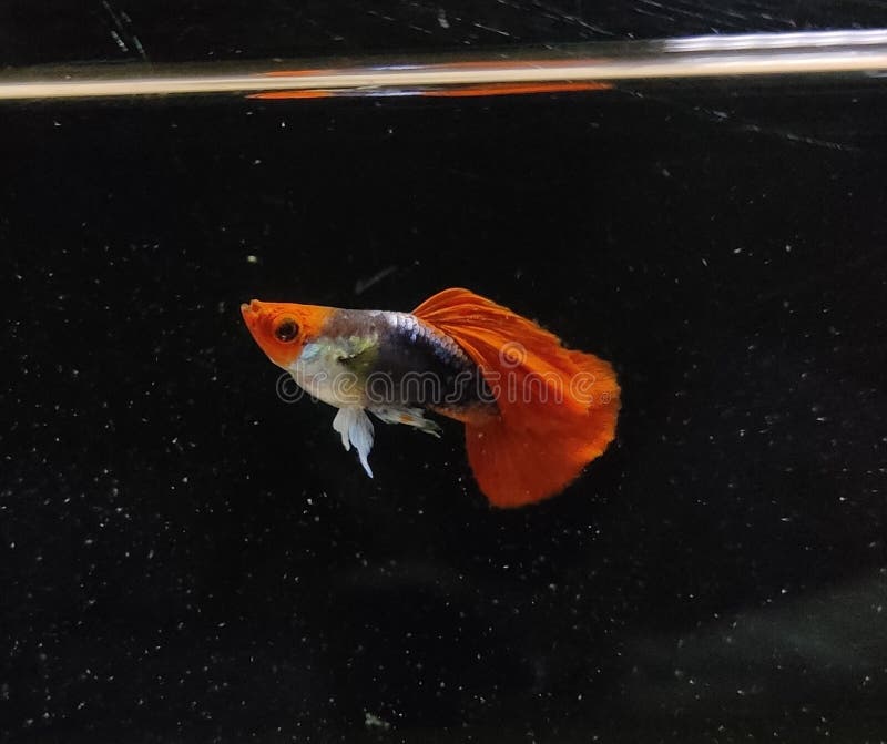 Guppies : Red Cap Guppy Fish Isolated in Black Background Stock Image ...