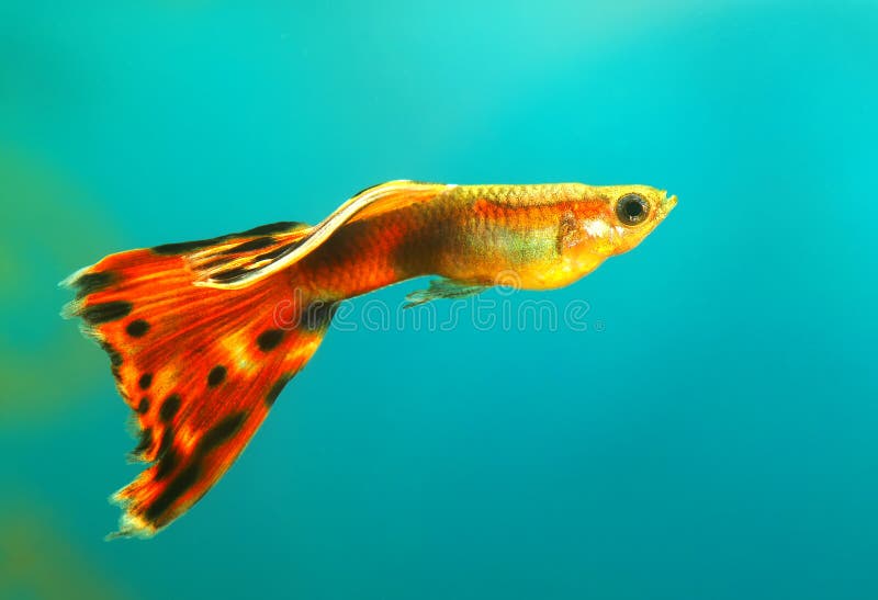 Guppy stock image. Image of tail, aquarium, transparent - 16305519