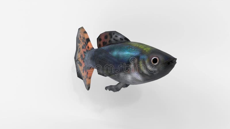 Guppy fish 3d animation stock footage. Video of rendering - 380952802