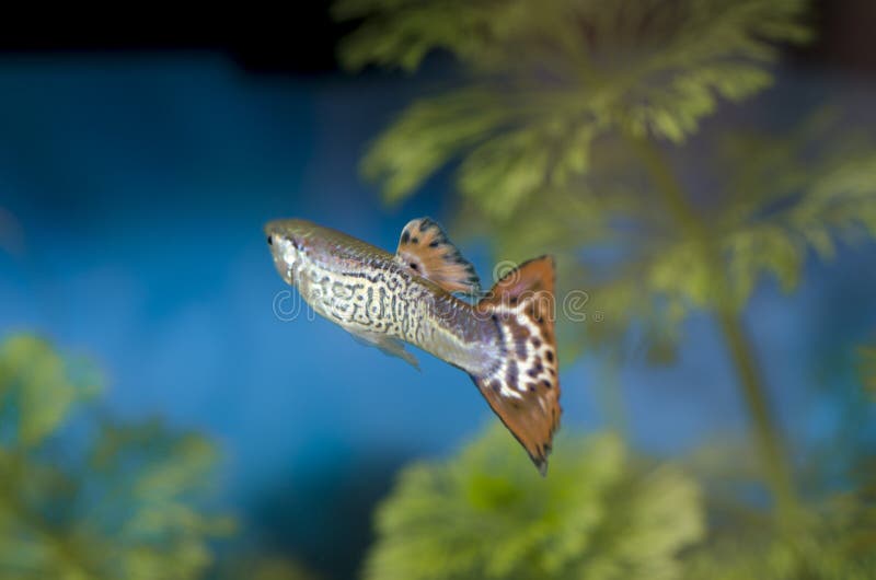 Guppy Fish in a Freshwater Aquarium with Plants. Stock Image - Image of ...