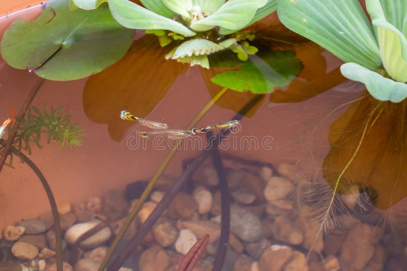 Guppy Fish in the Lotus Pond Stock Image - Image of elegant, fancy ...