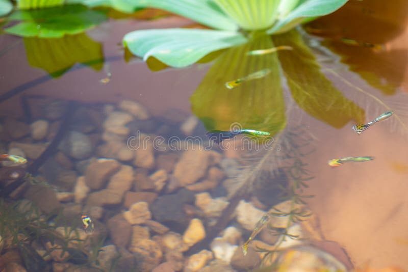 Guppy Fish in the Lotus Pond Stock Photo - Image of animal, elegant ...