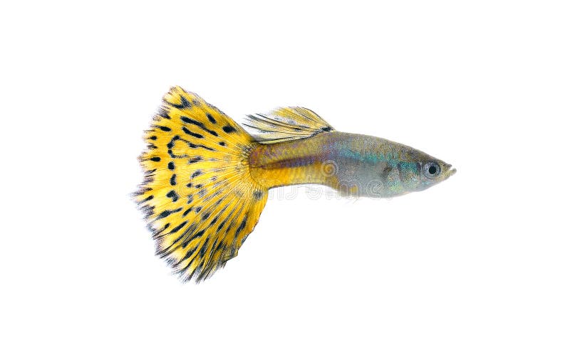 Guppy Fish on White Background Stock Photo - Image of bright, beautiful ...