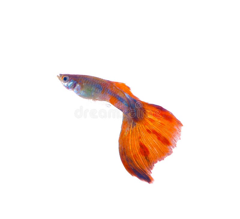 1,135 Guppy White Background Stock Photos - Free & Royalty-Free Stock ...