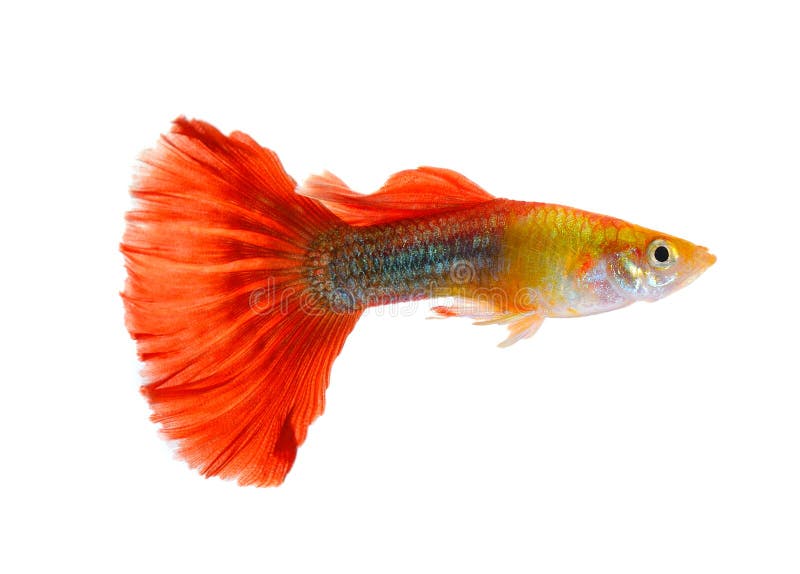 Guppy Fish on White Background Stock Photo - Image of nature, tail ...