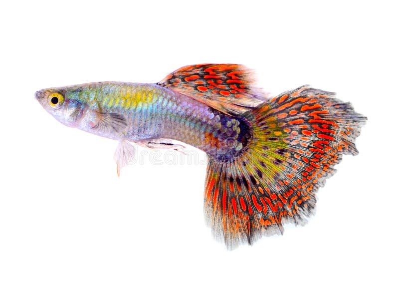 Guppy Fish On White Background Stock Image - Image of golden, aquarium ...