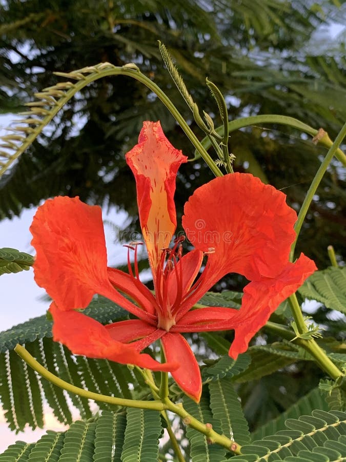 Guppy Flower Laos, Flower Image, Red Flower, Guppy Flower Stock Photo ...