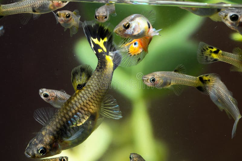 Guppy Multi Colored Fish stock image. Image of peacock - 37843935