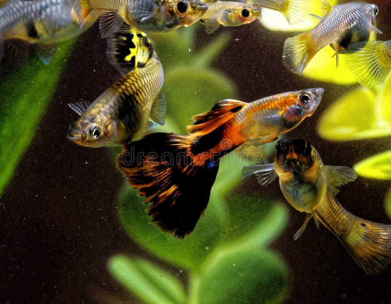 Guppy Multi Colored Fish stock photo. Image of male - 141821656