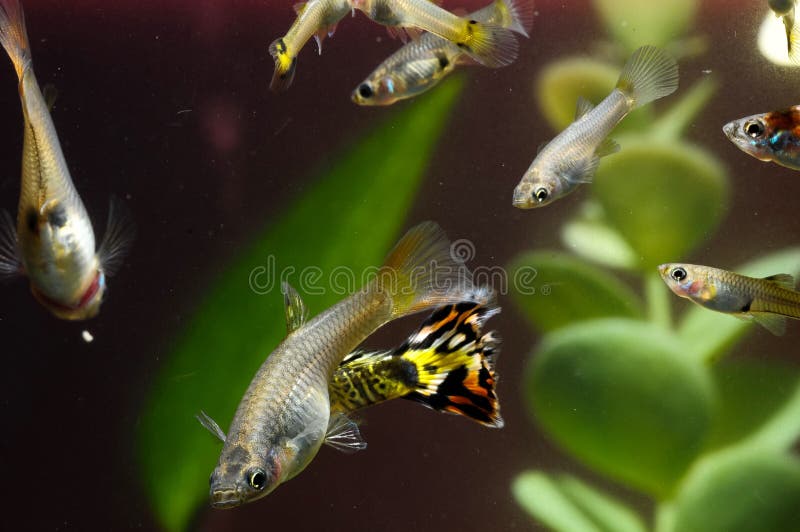 Guppy Multi Colored Fish stock image. Image of aquarium - 206711283