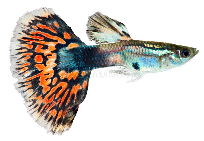 Guppy-fisk Dog På Grund Av Sjukdom I Böjd Ryggrad Arkivfoto - Bild av ...