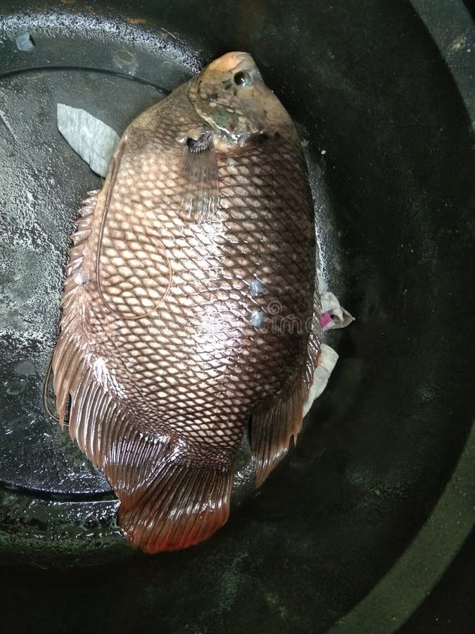 Kalui Fish Stock Photos - Free & Royalty-Free Stock Photos from Dreamstime