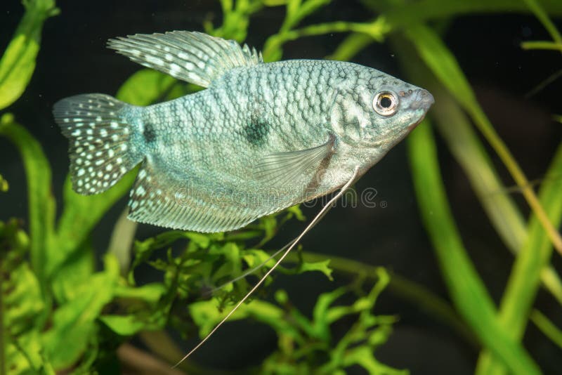 Gurami fish stock photo. Image of aqua, underwater, green - 53502294