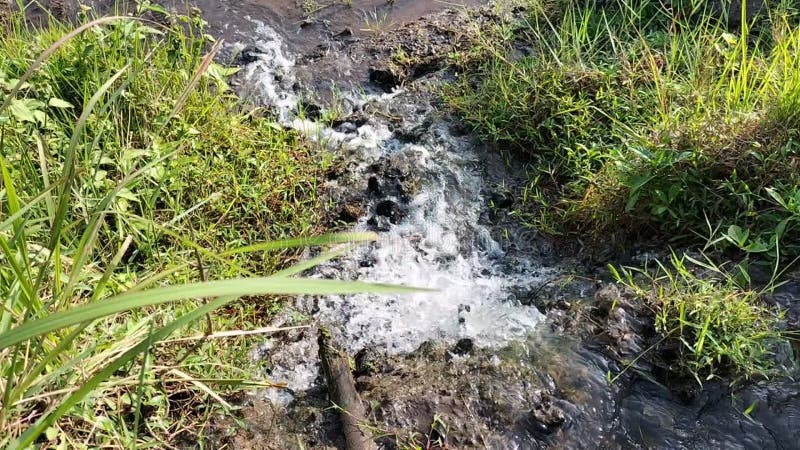 The Gurgling of Water in the Cool and Fresh Rural Rice Fields Stock ...