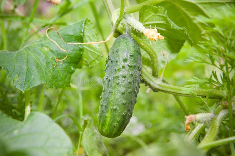Geschnittene Gurke stockfoto. Bild von gehackt, bestandteil - 20674948