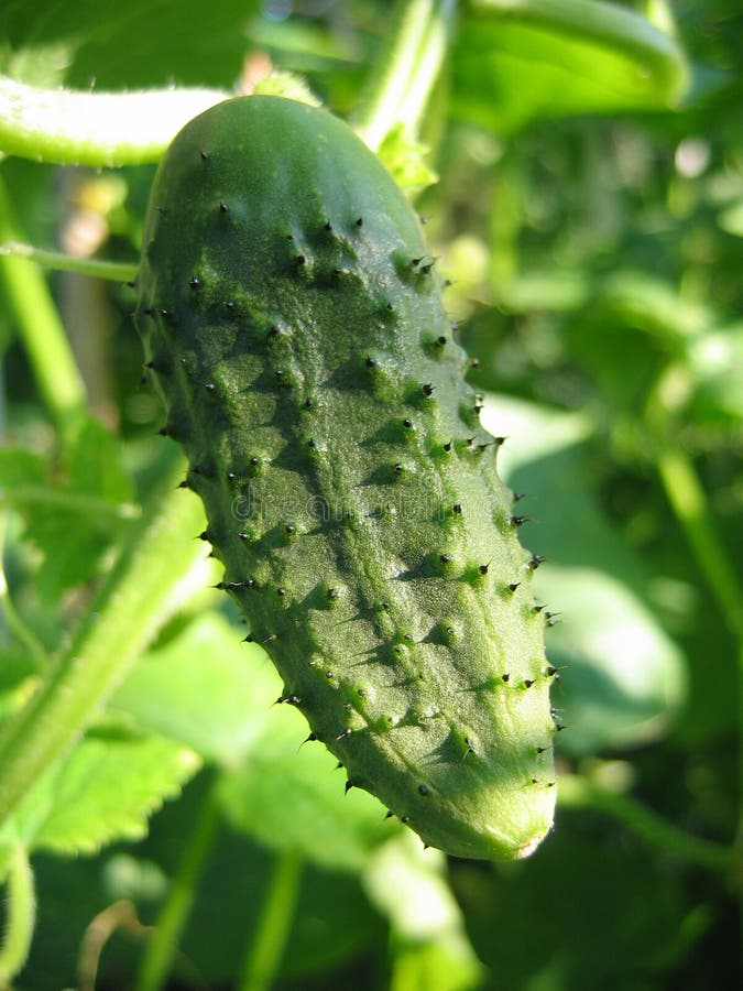 984 Stachelige Gurke Fotos - Kostenlose und Royalty-Free Stock-Fotos ...