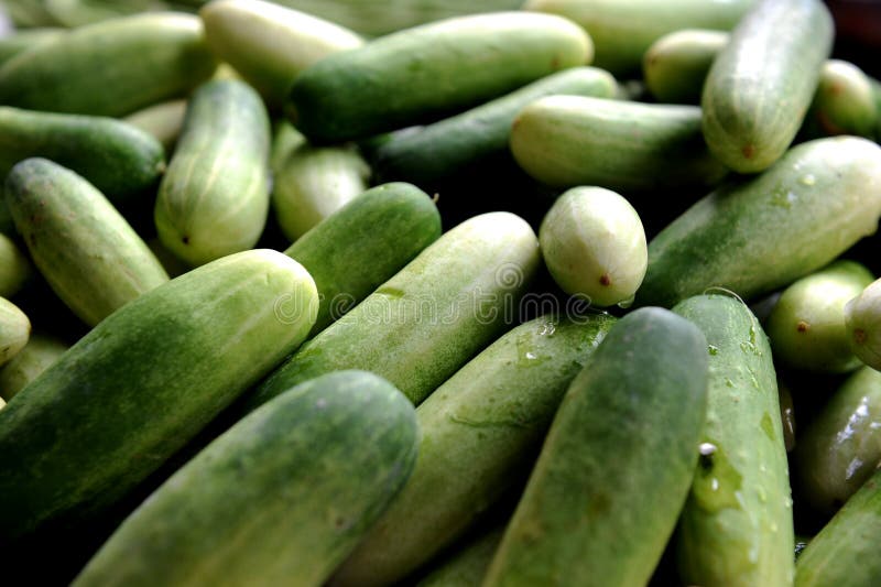 Gurke stockfoto. Bild von frische, gurke, frucht, bestandteil - 15571742