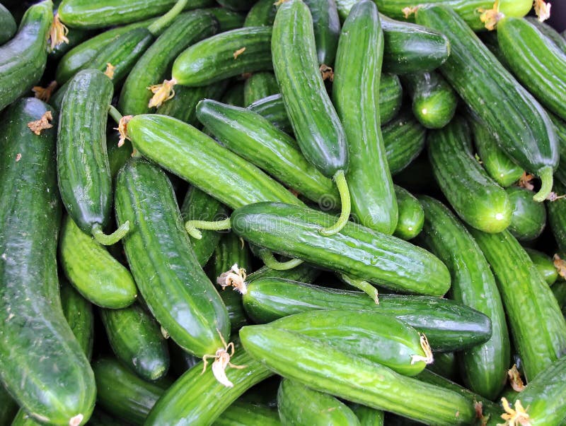 Melnar arkivfoto. Bild av saftigt, specerihandlare, skärm - 3540394