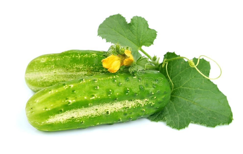 Gurkor med leaves arkivfoto. Bild av vegetarisk, sommar - 26212768