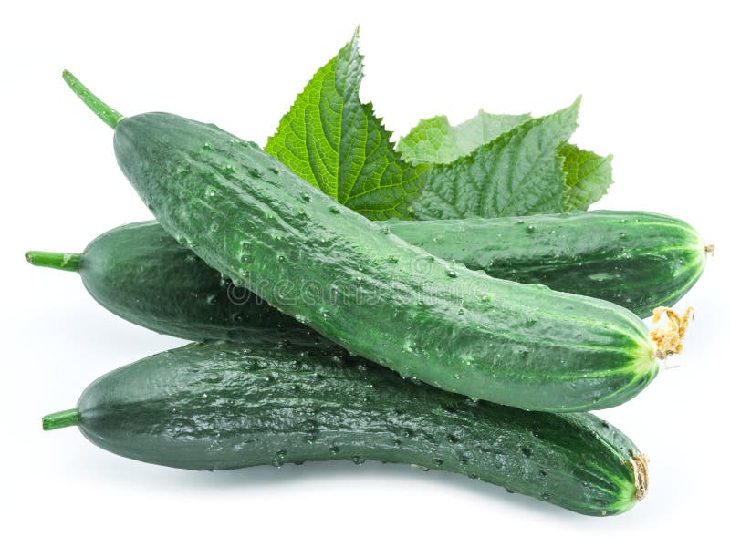 Gurkor med leaves arkivfoto. Bild av löv, grön, horisontal - 50243390