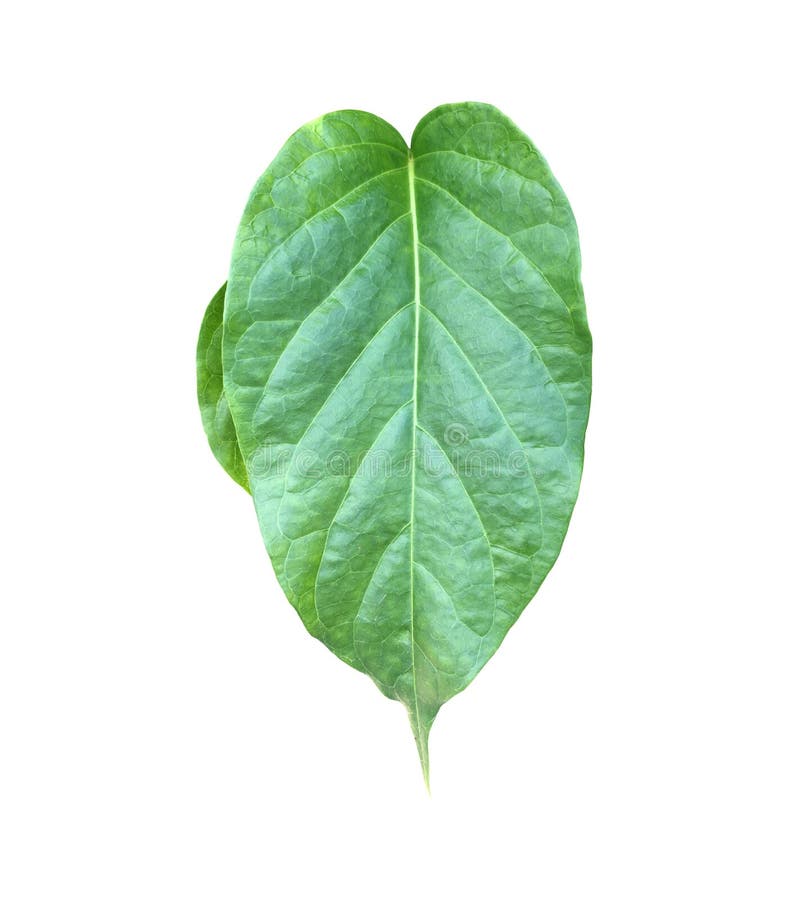 Gurmar Leaf or Gymnema Inodorum Dencne Leaf Stock Photo - Image of drug ...