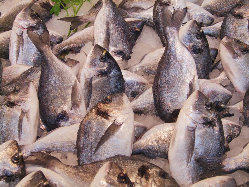 Gurnard, stock photo. Image of food, prepared, freshness - 8909498