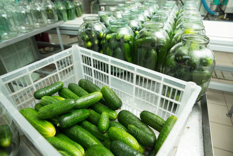 Gurtsov Conservation. Fresh Cucumbers in Jars Stock Image - Image of ...