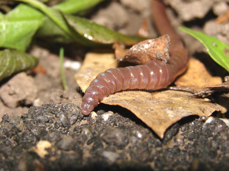 Gusano imagen de archivo. Imagen de animal, tierra, criaturas - 6547245
