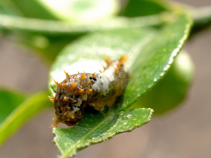 Gusano foto de archivo. Imagen de insecto, africano, atraiga - 66496428