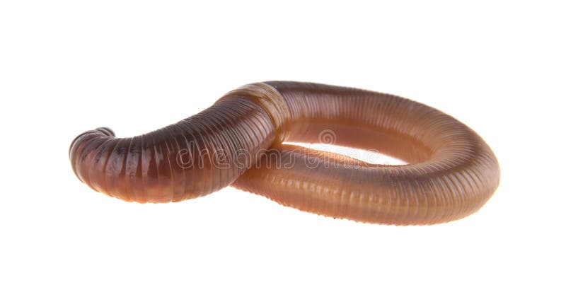 Gusano Aislado Sobre Fondo Blanco Imagen de archivo - Imagen de ...