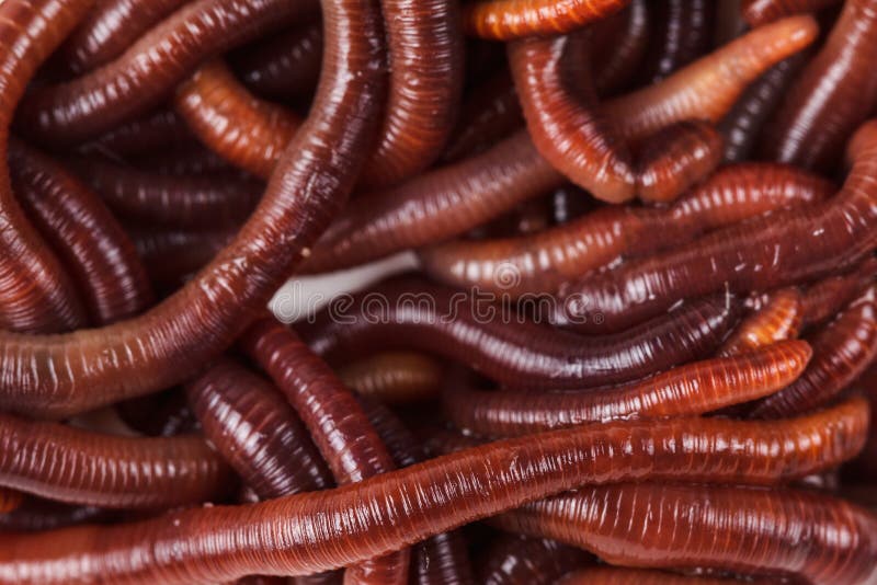 Gusano De La Tierra En La Tierra Imagen de archivo - Imagen de tierra ...