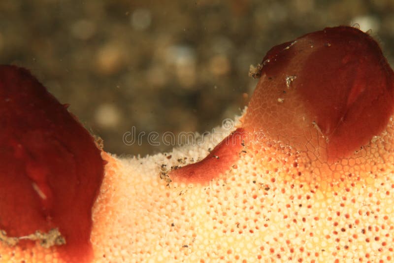 Gusano De Mar En La Estrella De Mar Imagen de archivo - Imagen de ...