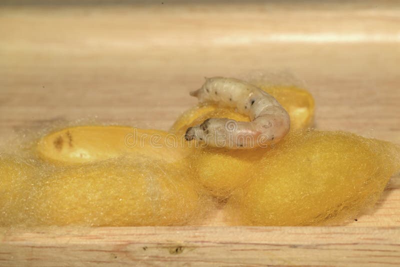 Gusano De Seda De Los Insectos En La Bandeja Foto de archivo - Imagen ...