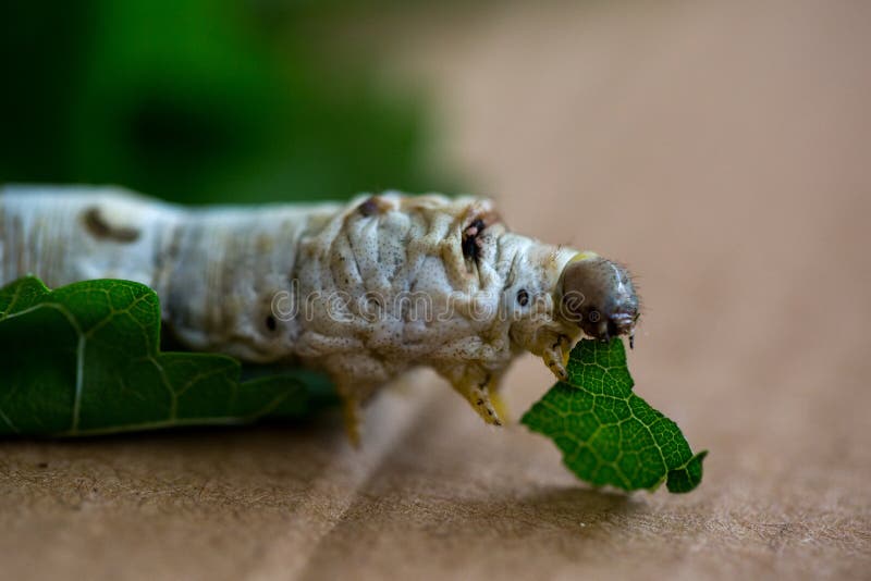 El Gusano De Seda Es La Larva O Oruga Del Gusano De Seda Doméstico ...
