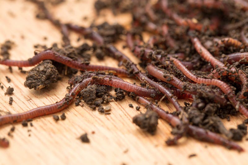 Gusano En El Tablero De Madera Imagen de archivo - Imagen de ...