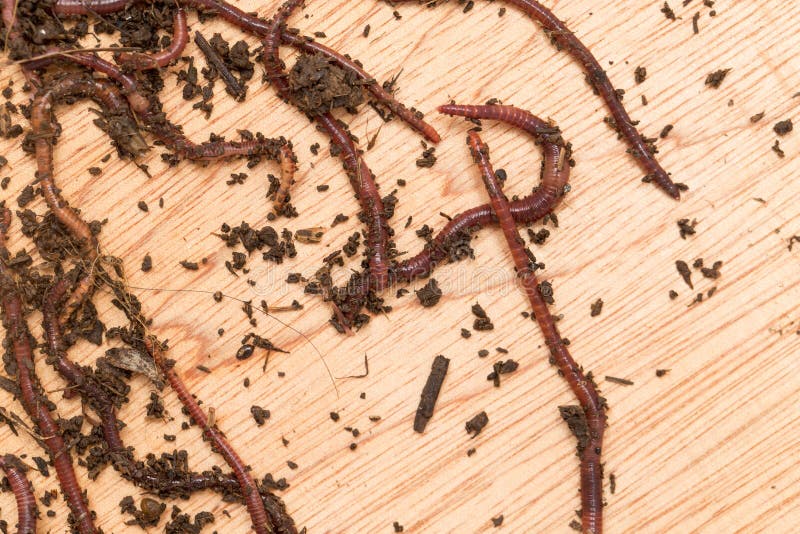 Gusano En El Tablero De Madera Foto de archivo - Imagen de larva ...