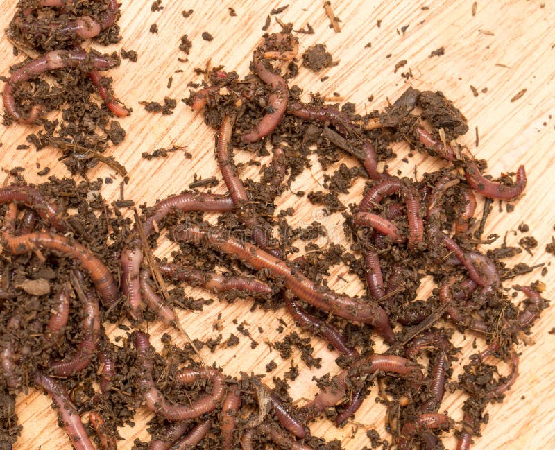 Gusano En El Tablero De Madera Imagen de archivo - Imagen de nadie ...