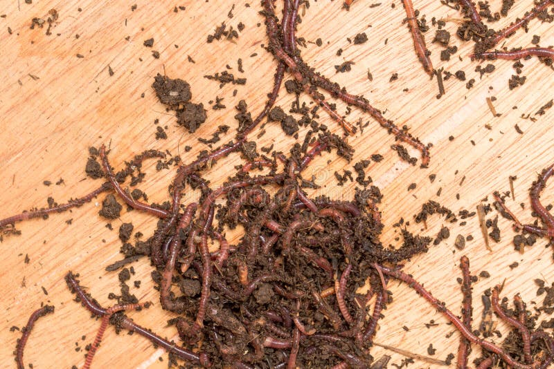 Gusano En El Tablero De Madera Foto de archivo - Imagen de alimento ...