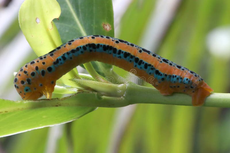 Gusano gigante imagen de archivo. Imagen de invertebrado - 96669503