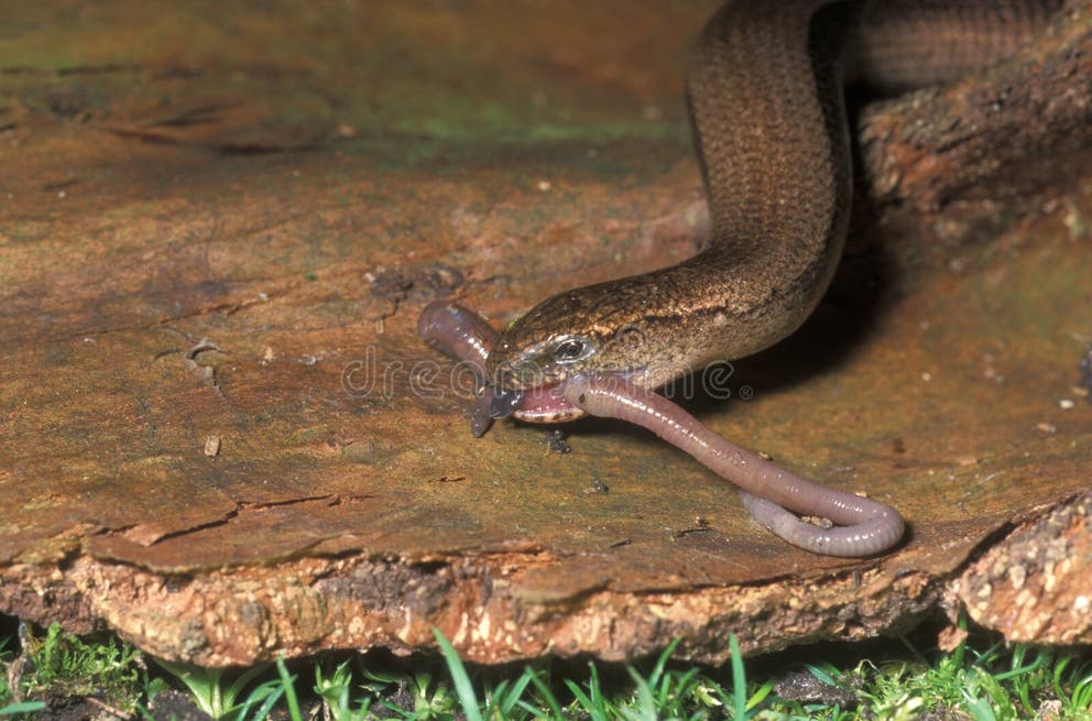 Gusano Lento, Anguis Fragilis, Imagen de archivo - Imagen de lagarto ...