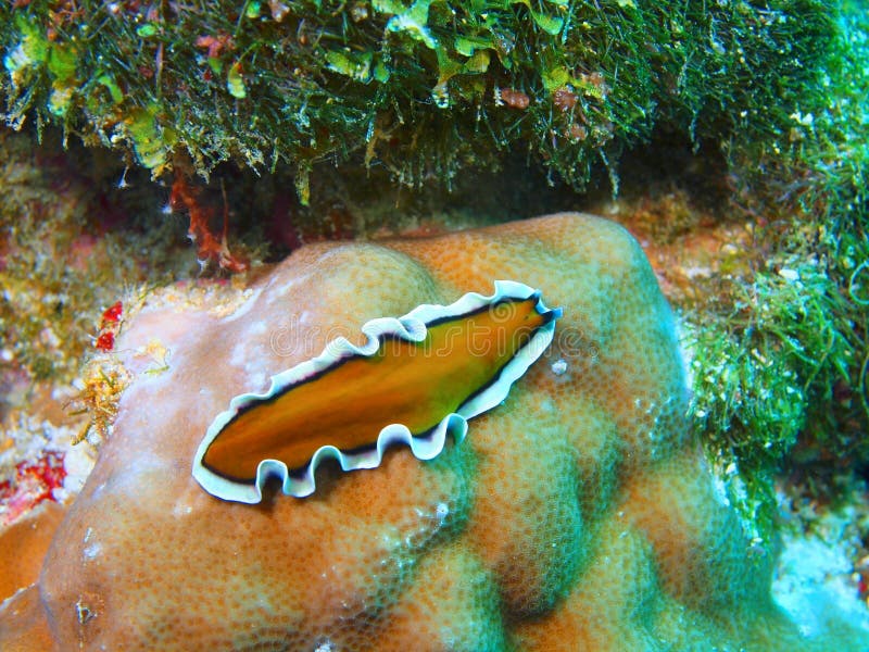 El gusano de mar grande foto de archivo. Imagen de agua - 20821124
