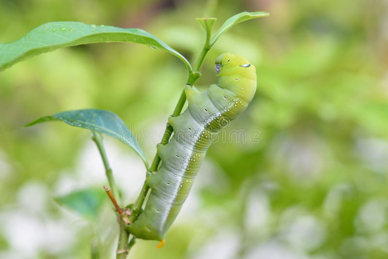 Gusano rechoncho verde foto de archivo. Imagen de travieso - 79950922